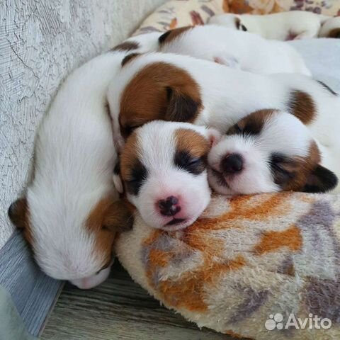 Щенки джек Рассел терьер