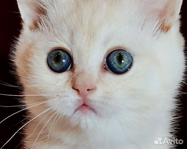 Кошка кот крем камео