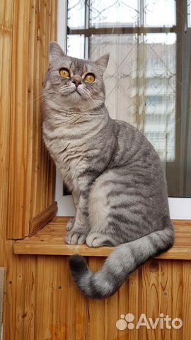 Британская кошка вязка