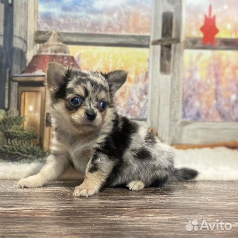 Чихуахуа мрамор в шикарном типе