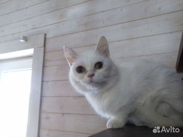 Кошка в добрые руки