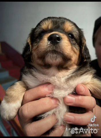 Щенок девочка (похожа на корги) в добрые руки