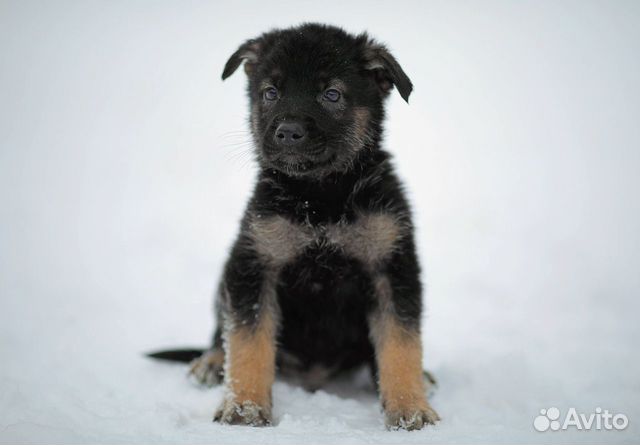 Крошка щенок из приюта, мальчик 1.5 мес, в дар