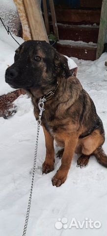 Щенок-подросток в добрые руки