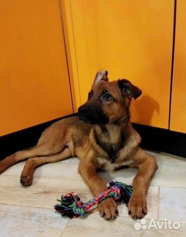 Спокойный щенок. Будет некрупным