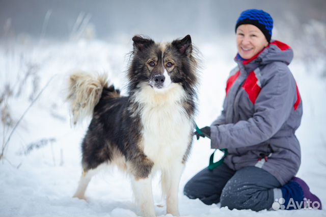 Собака в добрые руки