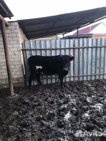 Коровы быки на мясо