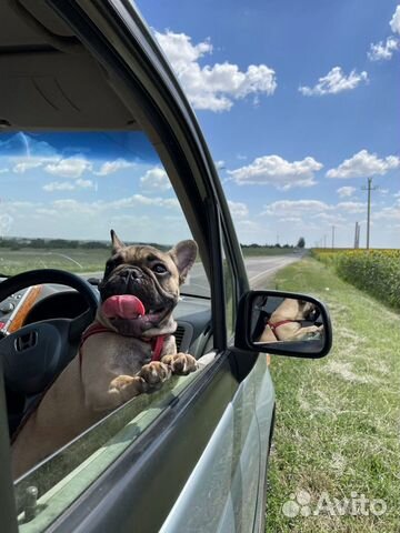 Фоанцузский бульдог вязка