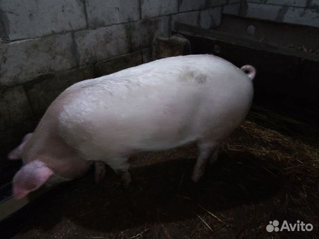 Кабанчик на племя