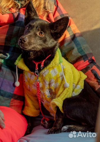 Собака Ася ищет хозяина. Отдадим в хорошие руки