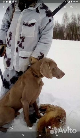 Веймаранер вязка