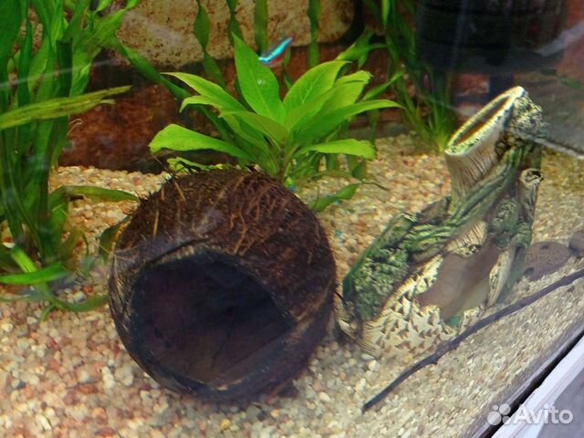 Кокос в аквариум