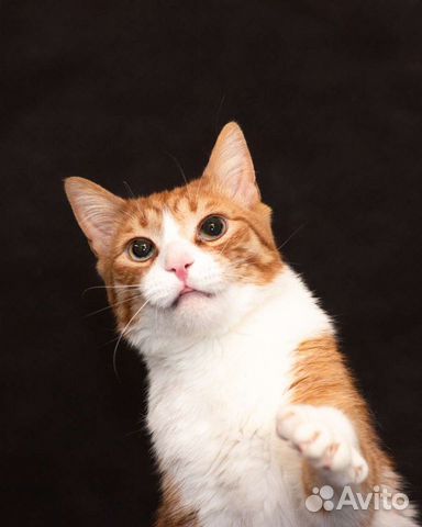 Кастрирован,привит,котик