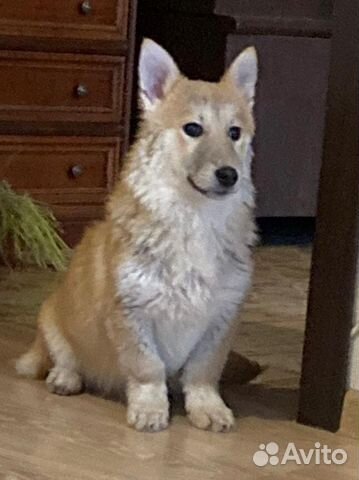 Метис корги в добрые руки