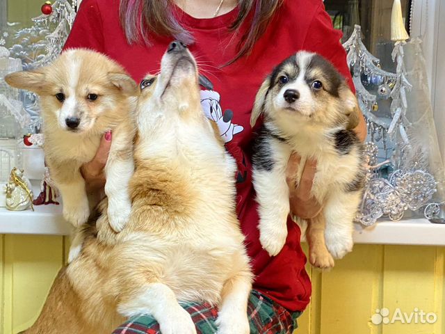 Вельш-корги пемброк с документами