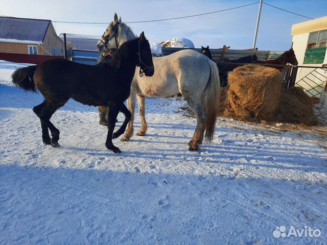 Продаю кобылу