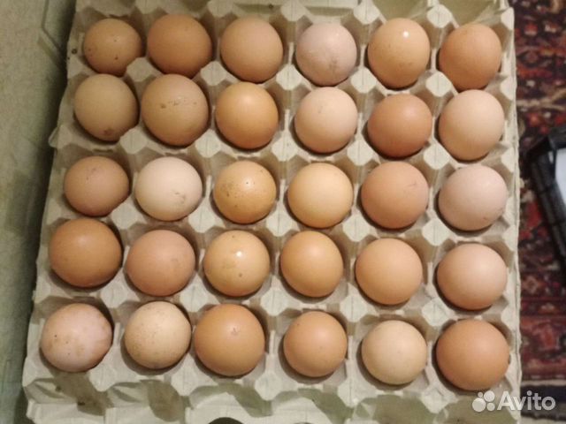 Инкубационное яйцо