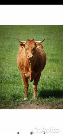 Продажа стада