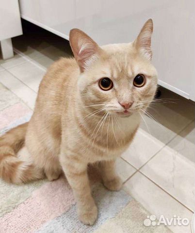 Котофей Персик
