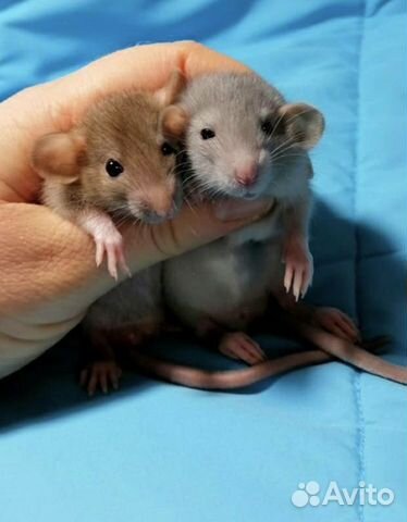 Крысята дамбо