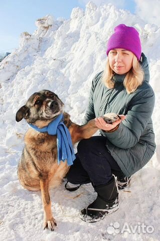 Собака в добрые руки. Умница Дуня ищет любящую сем