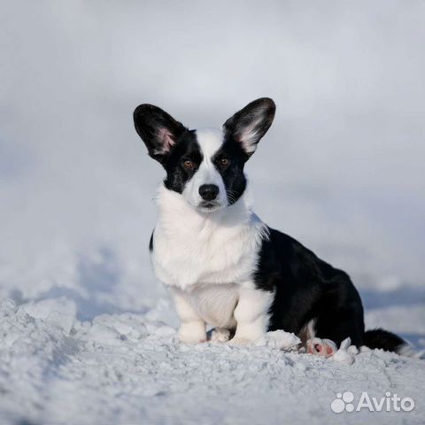 Вельш-корги кардиган