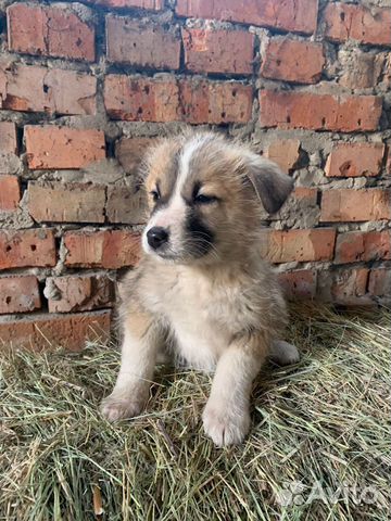 Щенки дворняжки