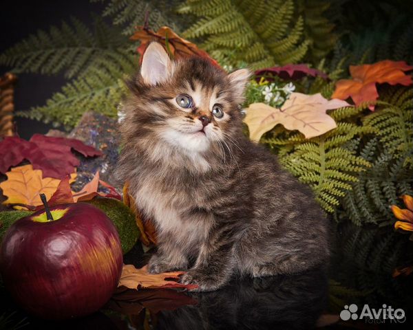 Котёнок. Курильский бобтейл