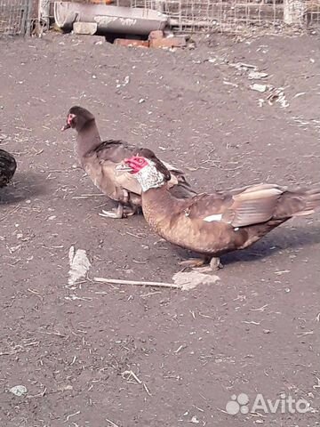 Индоутки Красный бык