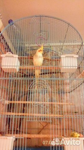 Попугай корелла бесплатно