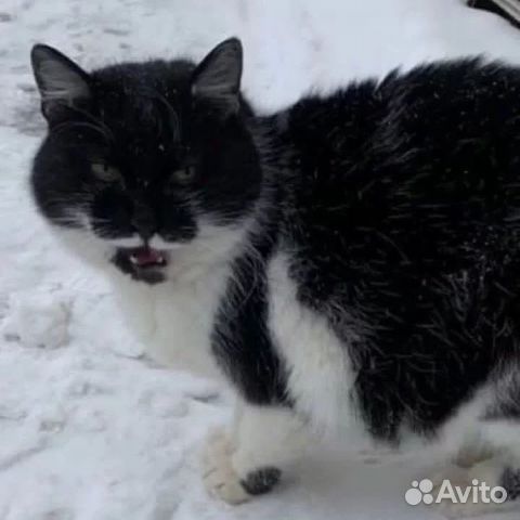 Кошки