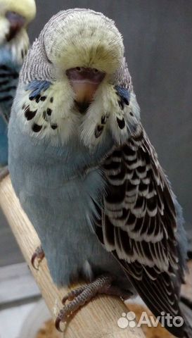 Птенчик самечик