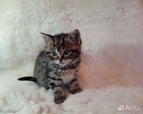 Кот