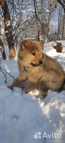 Маленький щенок на передежке