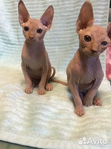 Канадский сфинкс