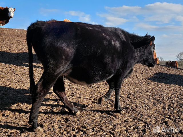 Корова Стельная