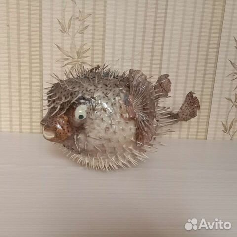 Большая 50см. Фугу. Рыба-ёж, рыба-шар.Чучело