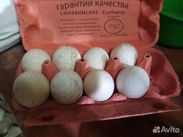 Инкубационное яйцо индейки