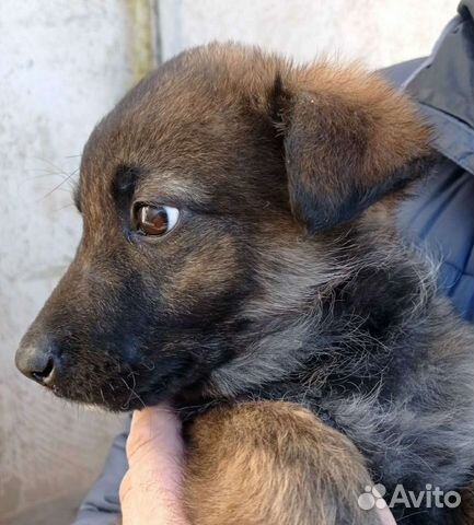 Щеночки в опасности