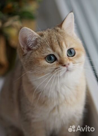 Девочка золотая шиншилла