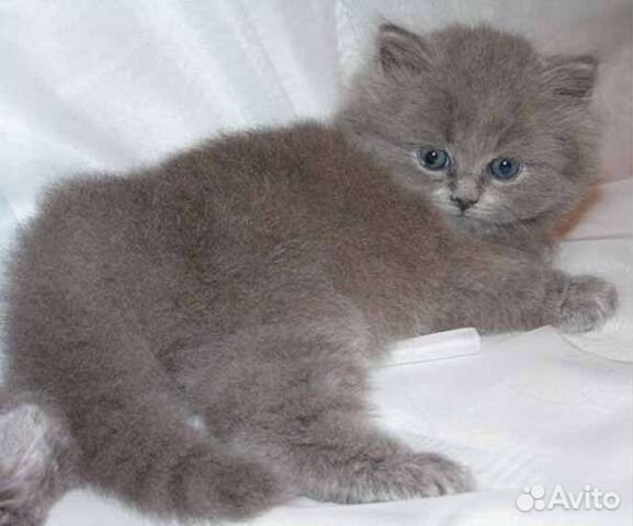 Британские котята