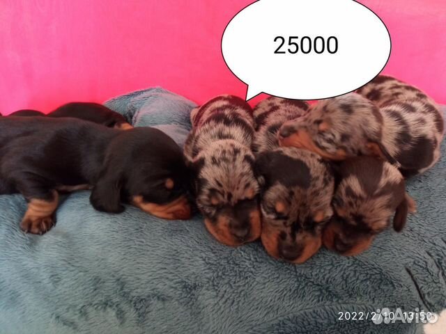 Мраморные таксята