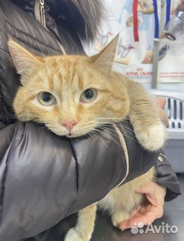 Рыжий чудо котик 1 год в добрые руки