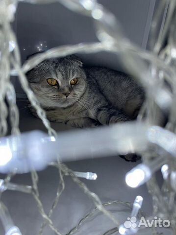 Шотландская вислоухая кошка