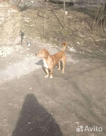 Собака потеряшка