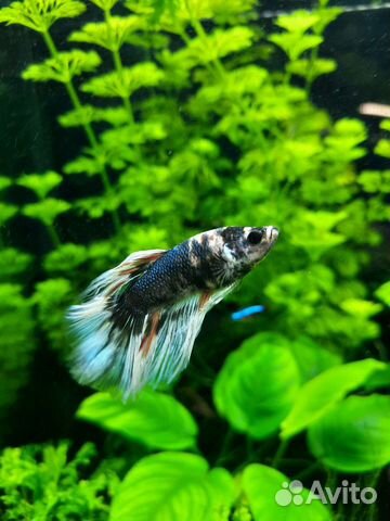 Петушок и курочки