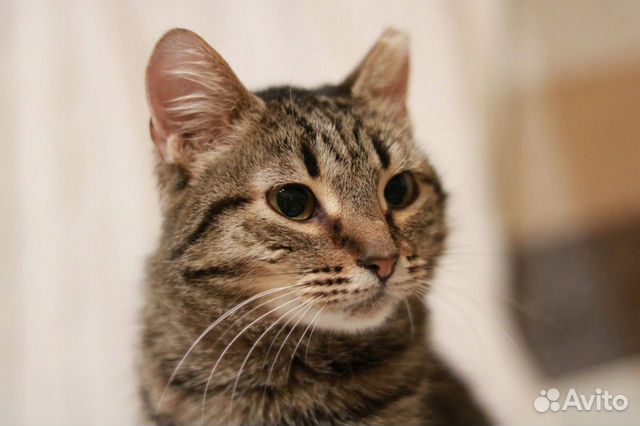 Кошечка-гномик