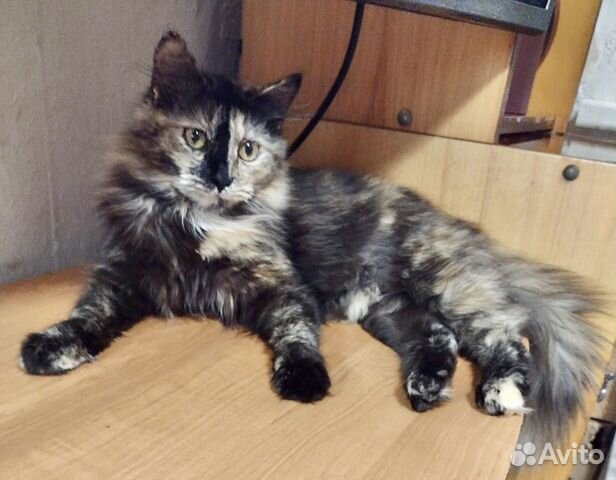 Котенок девочка черепахового окраса