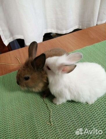 Декоративные кролики