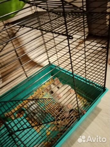 Декоративная крыса дамбо